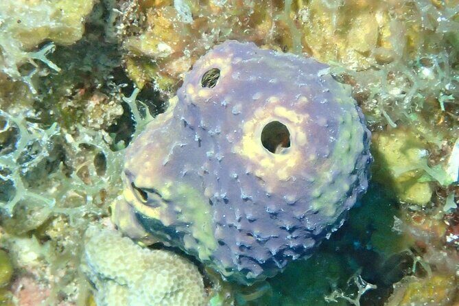 Anguilla Based:Complete your PADI Open Water Dives 1 & 2 with us - Who Would Enjoy This Experience?