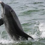 Anna Maria Island Dolphins & Beginners Snorkeling Adventure 4Hrs - The Experience Provider and Additional Details