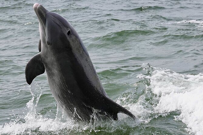 Anna Maria Island Dolphins & Beginners Snorkeling Adventure 4Hrs - The Experience Provider and Additional Details