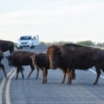 Antelope Island Sunset Wildlife Expedition Great Salt Lake Tour - Who Would Love This Tour?