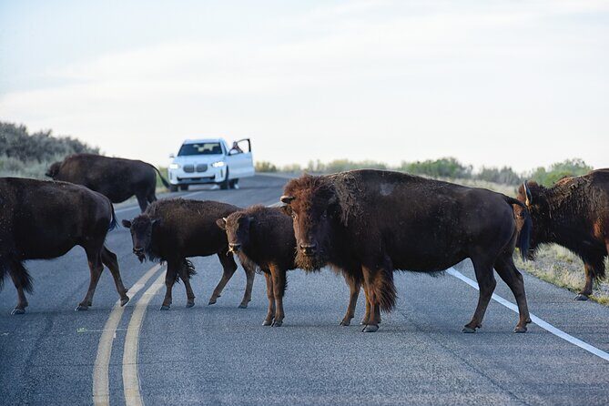 Antelope Island Sunset Wildlife Expedition Great Salt Lake Tour - Who Would Love This Tour?