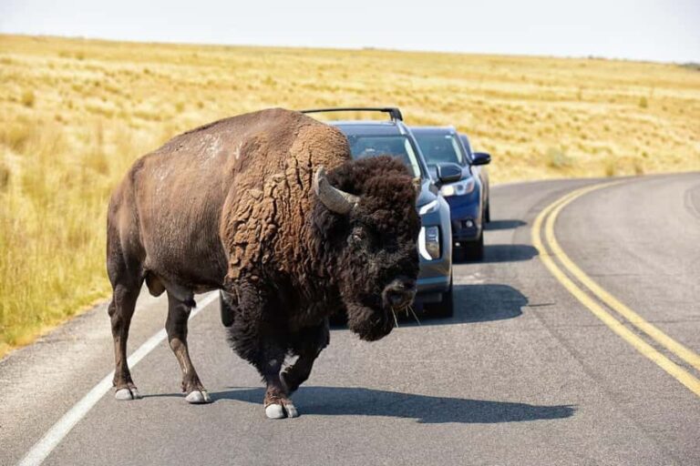 Antelope Island  Wildlife Expedition to the Great Salt Lake - An Authentic Look at the Antelope Island Experience