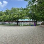 Antigua Horse Ride and Swim - The Experience: Authentic, Caring, and Fun