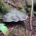 Aokigahara Guided Trekking - Japan's Most Famous Forest - The Practical Side: Is It Worth It?