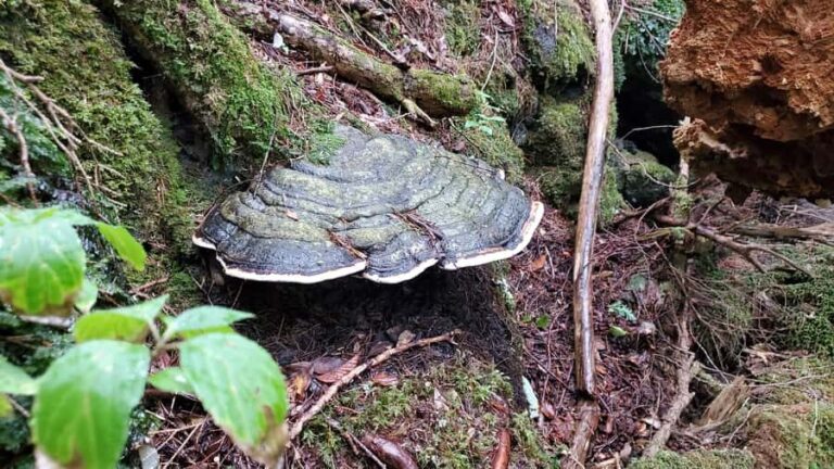 Aokigahara Guided Trekking - Japan's Most Famous Forest - The Practical Side: Is It Worth It?