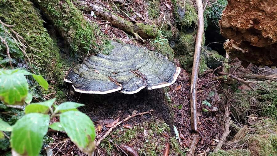 Aokigahara Guided Trekking - Japan's Most Famous Forest - The Practical Side: Is It Worth It?