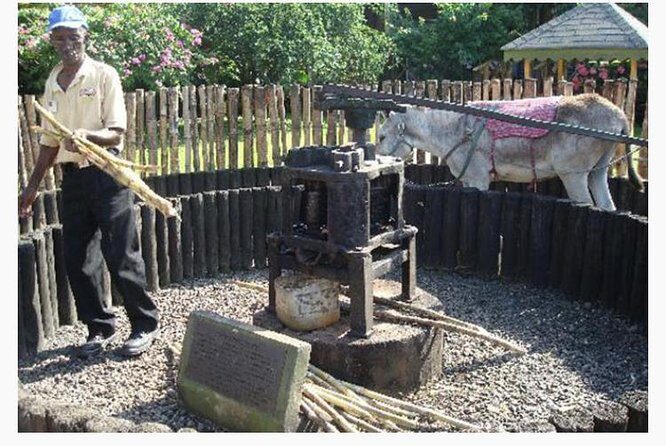 Appleton Estate Rum Private Tour - What to Expect from the Appleton Estate Rum Private Tour