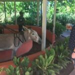 Appleton Rum Factory, Ys Falls, Black River Safari, Floyds Pelican Bar - The Practical Side: What You Should Know