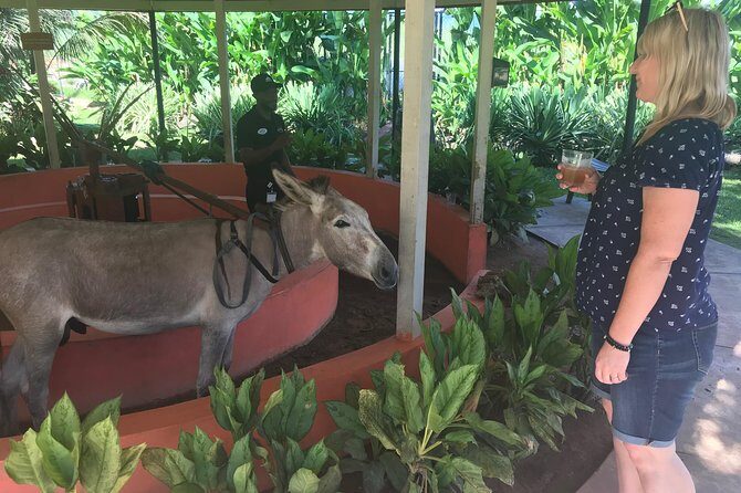 Appleton Rum Factory, Ys Falls, Black River Safari, Floyds Pelican Bar - The Practical Side: What You Should Know