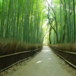 Arashiyama Kinkakuji Temple Nara Park Tour from Osaka and Kyoto - Final Thoughts