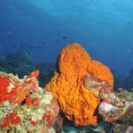 Aruba 2-Tank Guided Dive for Certified Divers / rental equipment - Practical Details & Considerations