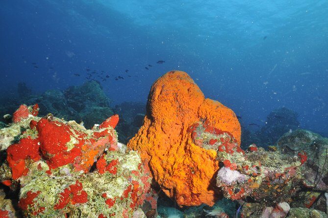 Aruba 2-Tank Guided Dive for Certified Divers / rental equipment - Practical Details & Considerations