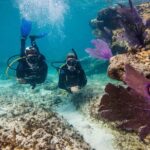 Aruba One or Two Tank Scuba Dive - The Authenticity and Value of the Tour