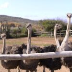 Aruba Ostrich Farm Tour with Lunch - Who Will Love This Tour?