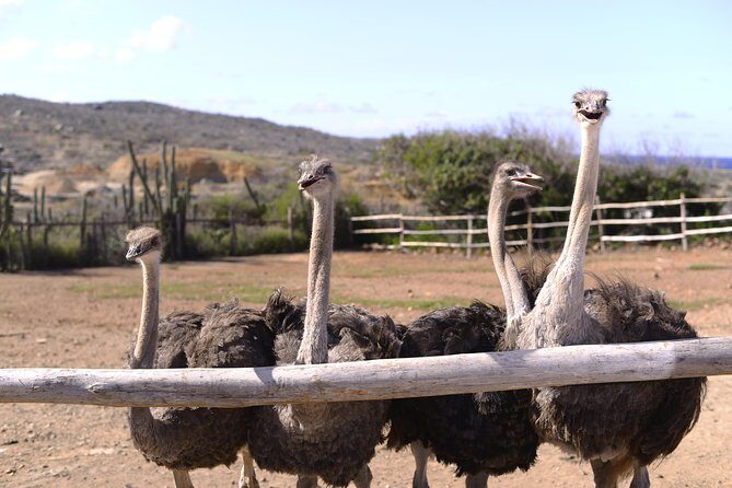Aruba Ostrich Farm Tour with Lunch - Who Will Love This Tour?