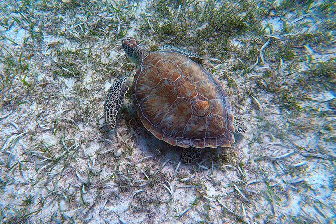 Aruba Turtle Spotting Snorkeling Adventure - Meeting Point and Logistics