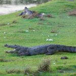 Arugam Bay: Kumana National Park Full-Day Safari Tour - What to Expect on Your Safari Day