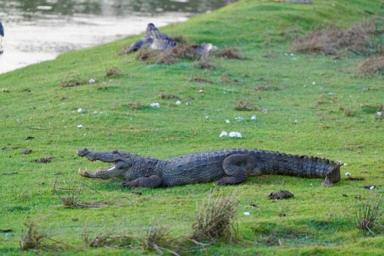 Arugam Bay: Kumana National Park Full-Day Safari Tour - What to Expect on Your Safari Day