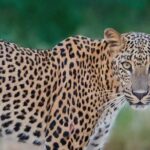 Arugambay to Yala National Park - Kumana National Park Safari - Exploring the Safari Itinerary