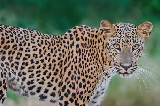 Arugambay to Yala National Park - Kumana National Park Safari - Exploring the Safari Itinerary