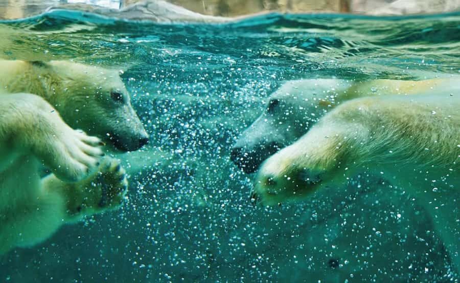 Asahiyama Zoo & Bibai Snow Land Snow Play Experience - What Does the Experience Offer?