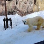 Asahiyama Zoo, Biei tree, Shirohige Falls and Blue Pond Day Tour - The Iconic Biei Tree and Ken & Mary Tree