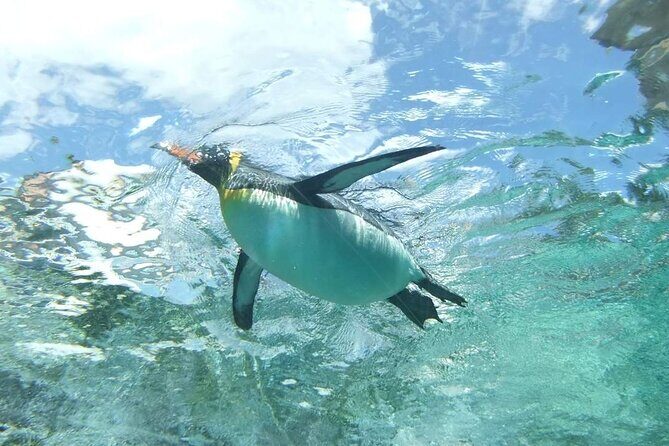 Asahiyama Zoo One-Day Tour - Practicalities and Transportation