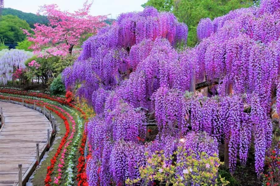 Ashikaga Flower Park Entry Ticket - The Value of the Experience