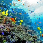 Atlanta: Georgia Aquarium Skip-the-Box-Office Entry Ticket - The Sum Up