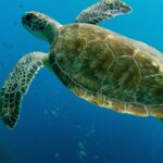 Atlantis Submarine Private Tour in Bridgetown - The Cost and Its Value