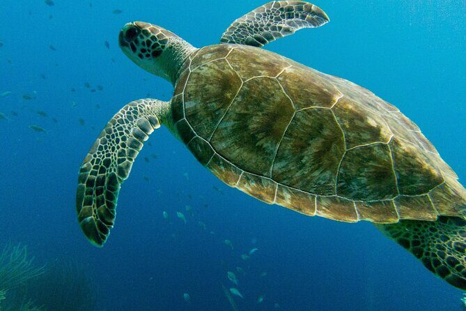 Atlantis Submarine Private Tour in Bridgetown - The Cost and Its Value