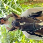 ATV, Horseback, Zipline & Dunns River Falls - Ultra Package - A Deep Dive into the Full-Day Adventure