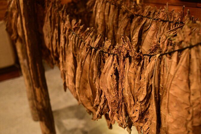 Aurora Premium Sensory Tasting Pairing, and Fine Cigar Experience - Transportation and Convenience