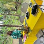 Authentic Jamaican Food Cooking Experience in the Countryside - The Itinerary: What to Expect