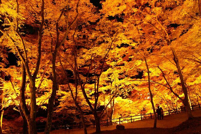 Autumn leaves illuminations at Korankei , winter cherry blossoms - What the Reviews Say