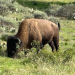 Avalon, Catalina Island: 2-Hour Inside Adventure Tour - Final Thoughts