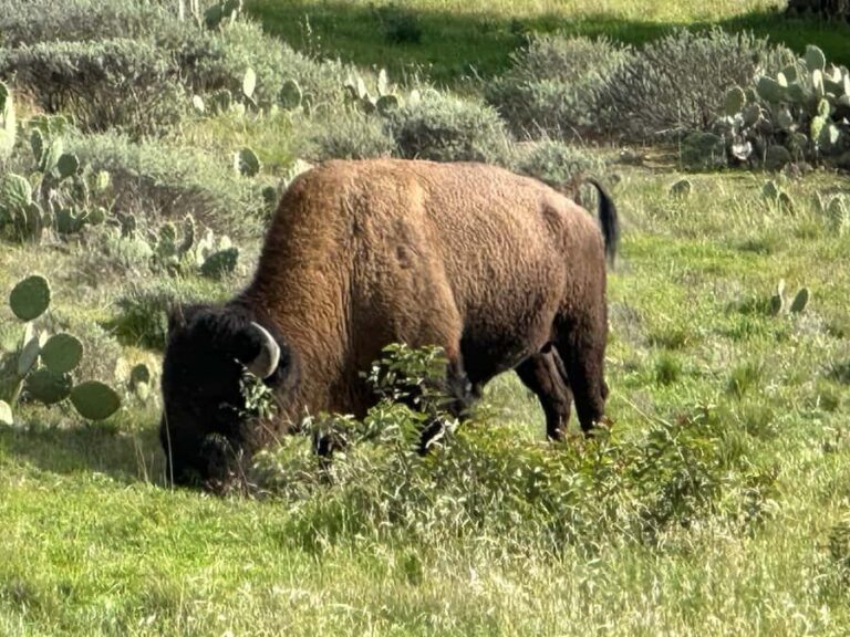 Avalon, Catalina Island: 2-Hour Inside Adventure Tour - Final Thoughts