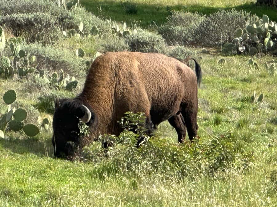 Avalon, Catalina Island: 2-Hour Inside Adventure Tour - Final Thoughts