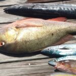 Bahamas Deep Sea Fishing - What Do You Actually Receive?