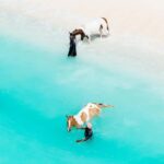 Bahamas: Horseback Riding Adventure on Beaches & Trails - How the Itinerary Unfolds