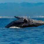 Bahía de Banderas: Whale Watching and Snorkeling Tour - An Authentic Marine Journey in Bahía de Banderas