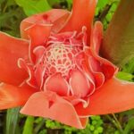 Bajan Nature Art Tour: Flower Forest, Pottery and Cave Adventure - Practical Aspects and What to Expect
