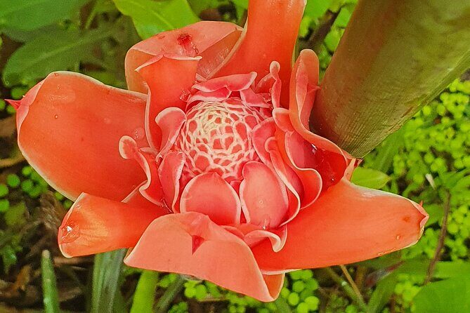 Bajan Nature Art Tour: Flower Forest, Pottery and Cave Adventure - Practical Aspects and What to Expect