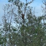 Bako National Park by Night from Kuching - An In-Depth Look at the Night Tour Experience
