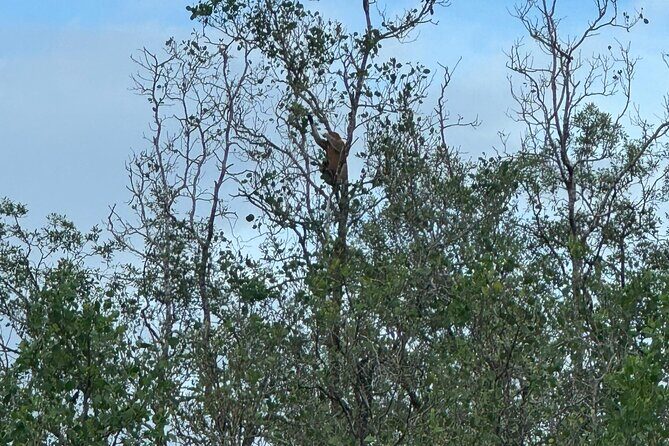 Bako National Park by Night from Kuching - An In-Depth Look at the Night Tour Experience