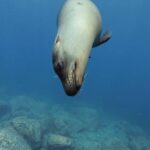Balandra Beach and Sea Lions Private Tour - What You Can Expect from the Experience