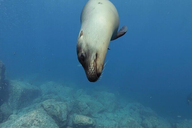 Balandra Beach and Sea Lions Private Tour - What You Can Expect from the Experience