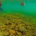 Balandra Beach Escape Snorkel & Wildlife Roundtrip Pichilingue - Detailed Breakdown of the Itinerary