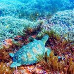 Bali: 2-Day PADI Advanced Open Water Course - Who Is This Tour Best For?