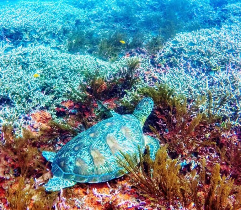 Bali: 2-Day PADI Advanced Open Water Course - Who Is This Tour Best For?